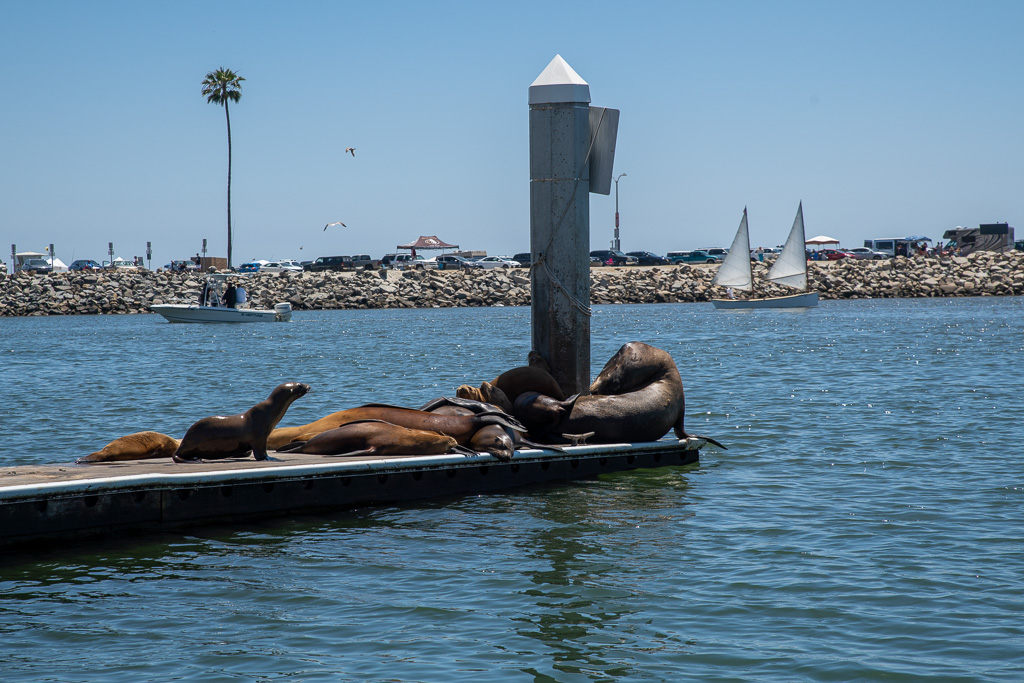 California Sea Lions in Oceanside Harbor, June 8, 2019